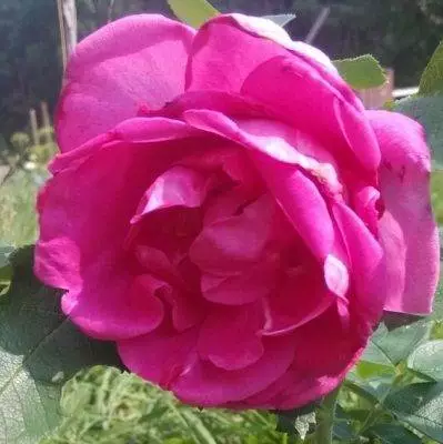 7Rozes - Parka rozes - Stādaudzētava Valmierā - Rozes