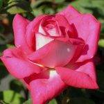 Rozes, rožu stādi, floribundrozes, parka rozes, tējhibrīdrozes uc.