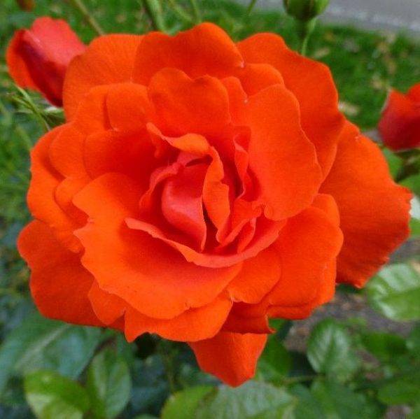 Parka rozes, Parka rožu stādi, rožu stādi internetā, 7rozes