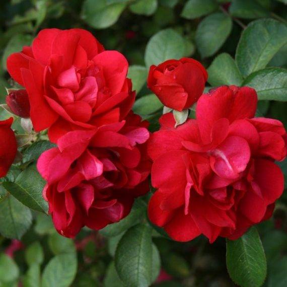 Parka rozes, Parka rožu stādi, rožu stādi internetā, 7rozes