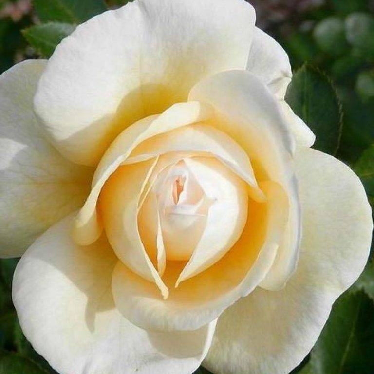 Parka rozes, Parka rožu stādi, rožu stādi internetā, 7rozes