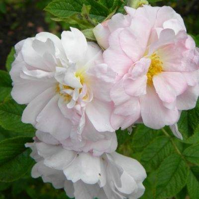 Parka rozes, Parka rožu stādi, rožu stādi internetā, 7rozes