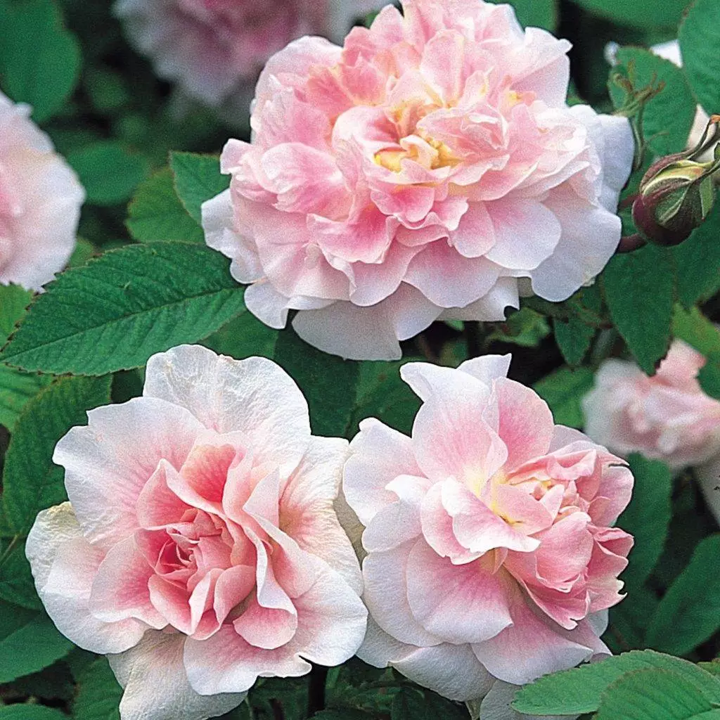 7Rozes - Parka rozes - Stādaudzētava Valmierā - Rozes