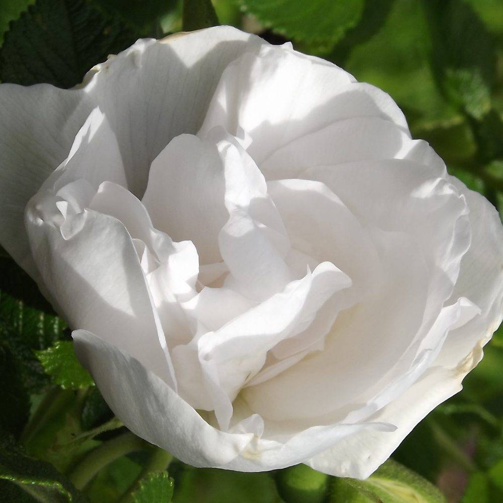 Parka rozes, Parka rožu stādi, rožu stādi internetā, 7rozes