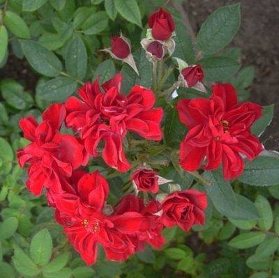 Parka rozes – Lapa 2