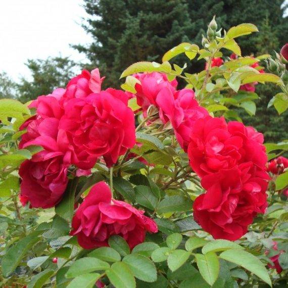 Parka rozes, Parka rožu stādi, rožu stādi internetā, 7rozes