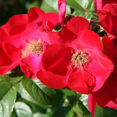 7Rozes - Parka rozes - Stādaudzētava Valmierā - Rozes