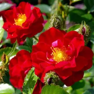 7Rozes - Parka rozes - Stādaudzētava Valmierā - Rozes