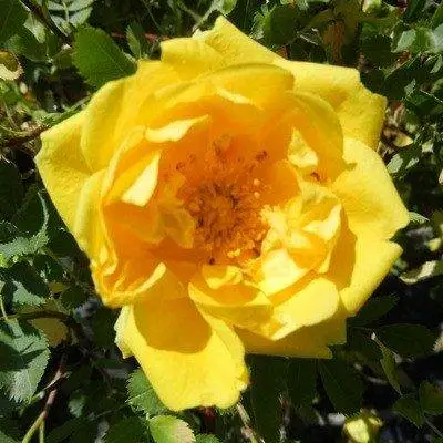 7Rozes - Parka rozes - Stādaudzētava Valmierā - Rozes