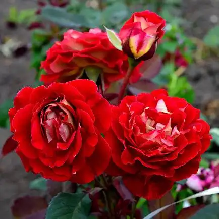 7Rozes - Krūmrozes - Rožu stādi - Stādaudzētava Valmierā